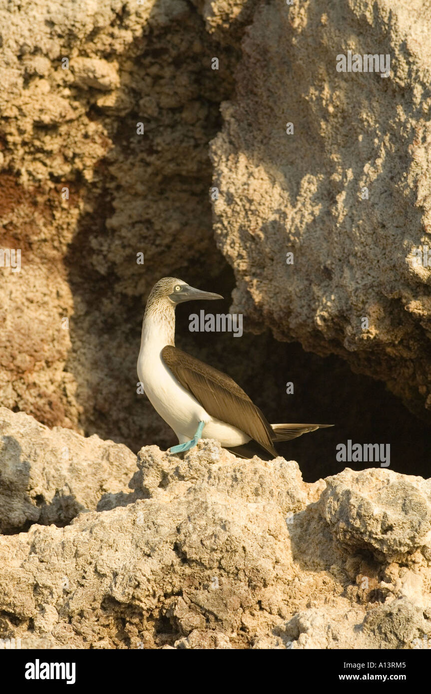 Blue-footed Booby, Sula nebouxii excisa, Coastline Las Marielas ...