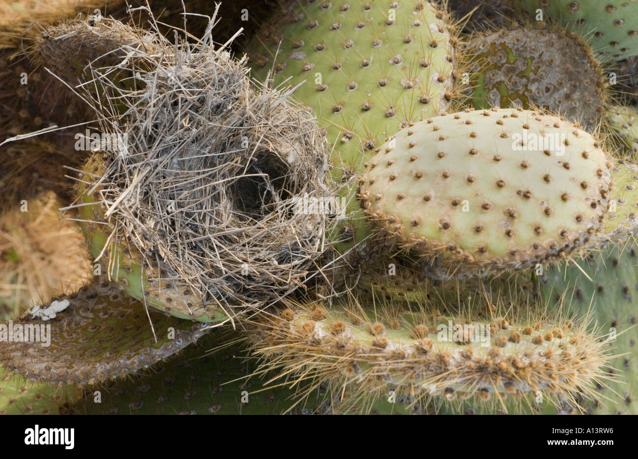 Giant Prickly Pear Cactus (Opuntia echios) with deserted bird's nest ...