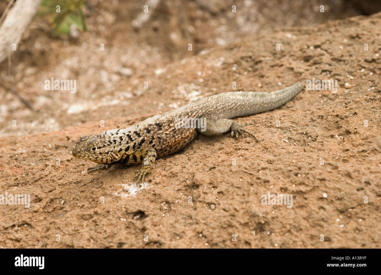 Microlophus bivittatus hi-res stock photography and images - Alamy