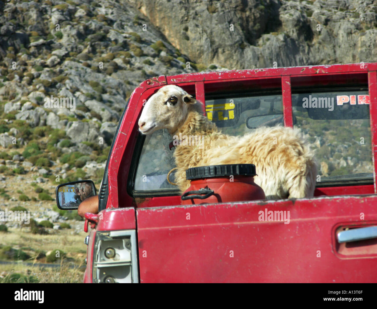 Sheep transport hi-res stock photography and images - Alamy