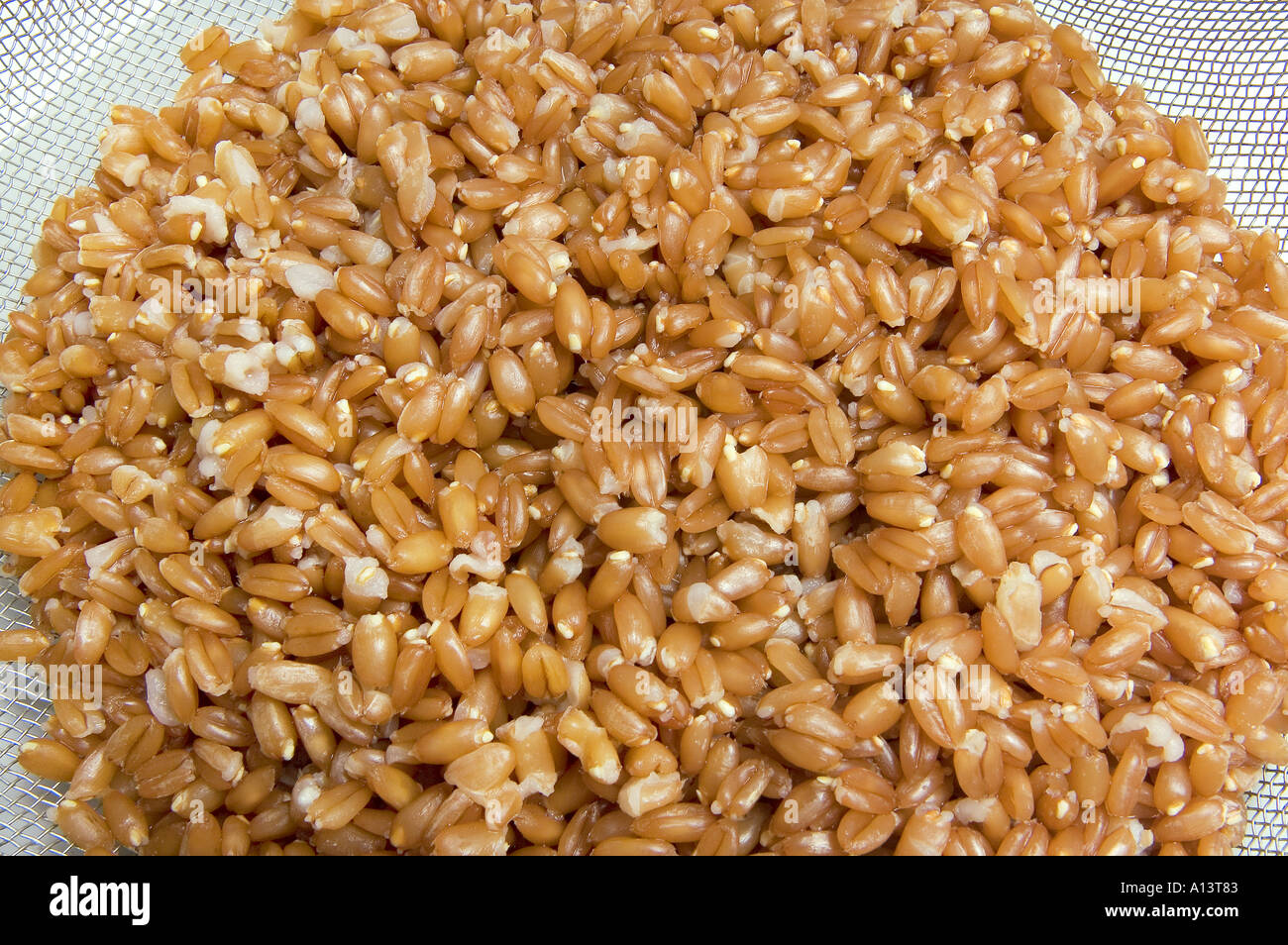 wholemeal whole meal cooked for eating fine fresh corn wheat shredded ...