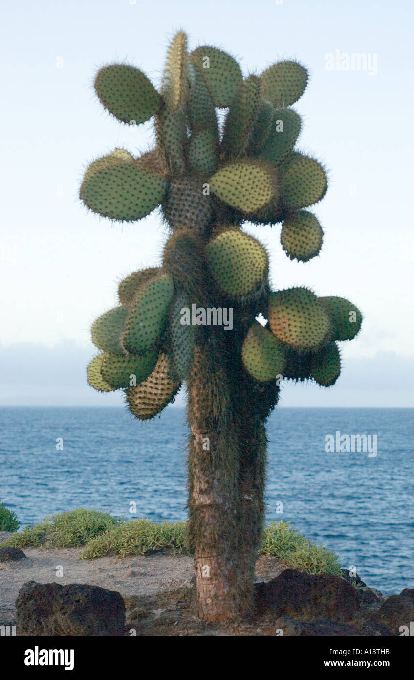 Giant prickly pear cactus( Opuntia echios var. echios) and sea purslane ...