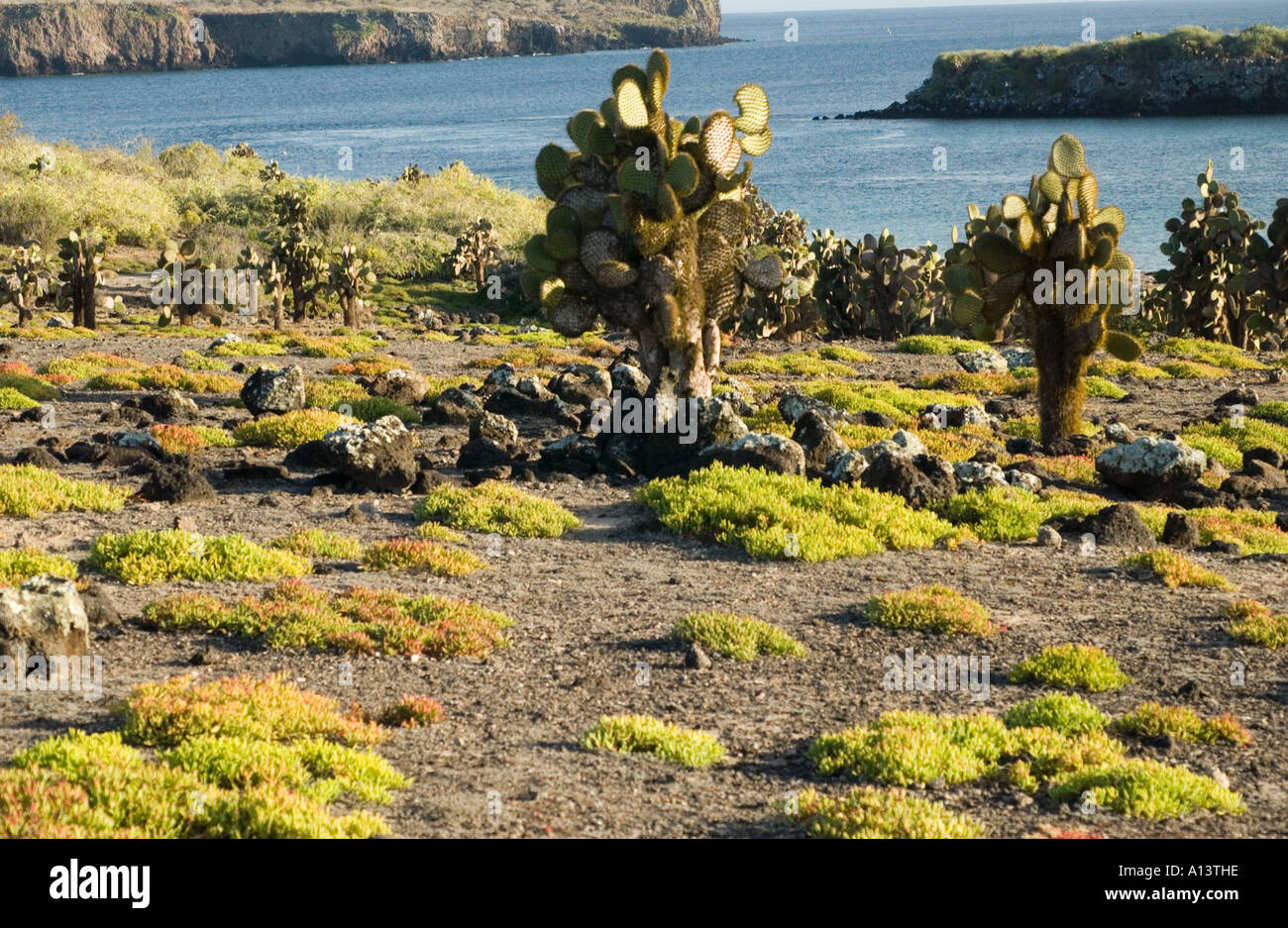 Giant prickly pear cactus (Opuntia echios echios) and Carpetweed ...