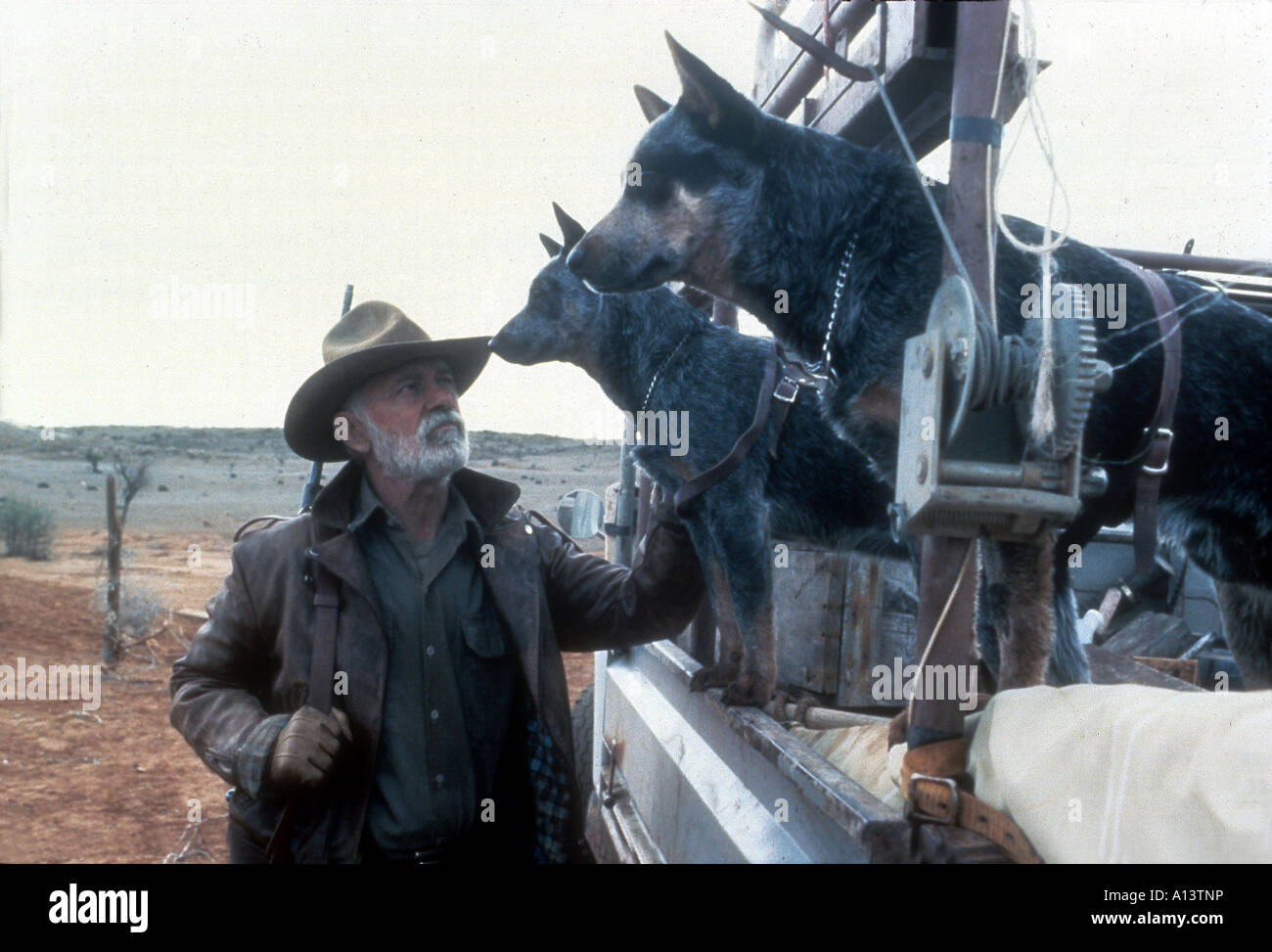 Razorback Year 1984 Director Russell Mulcahy Bill Kerr Stock Photo - Alamy