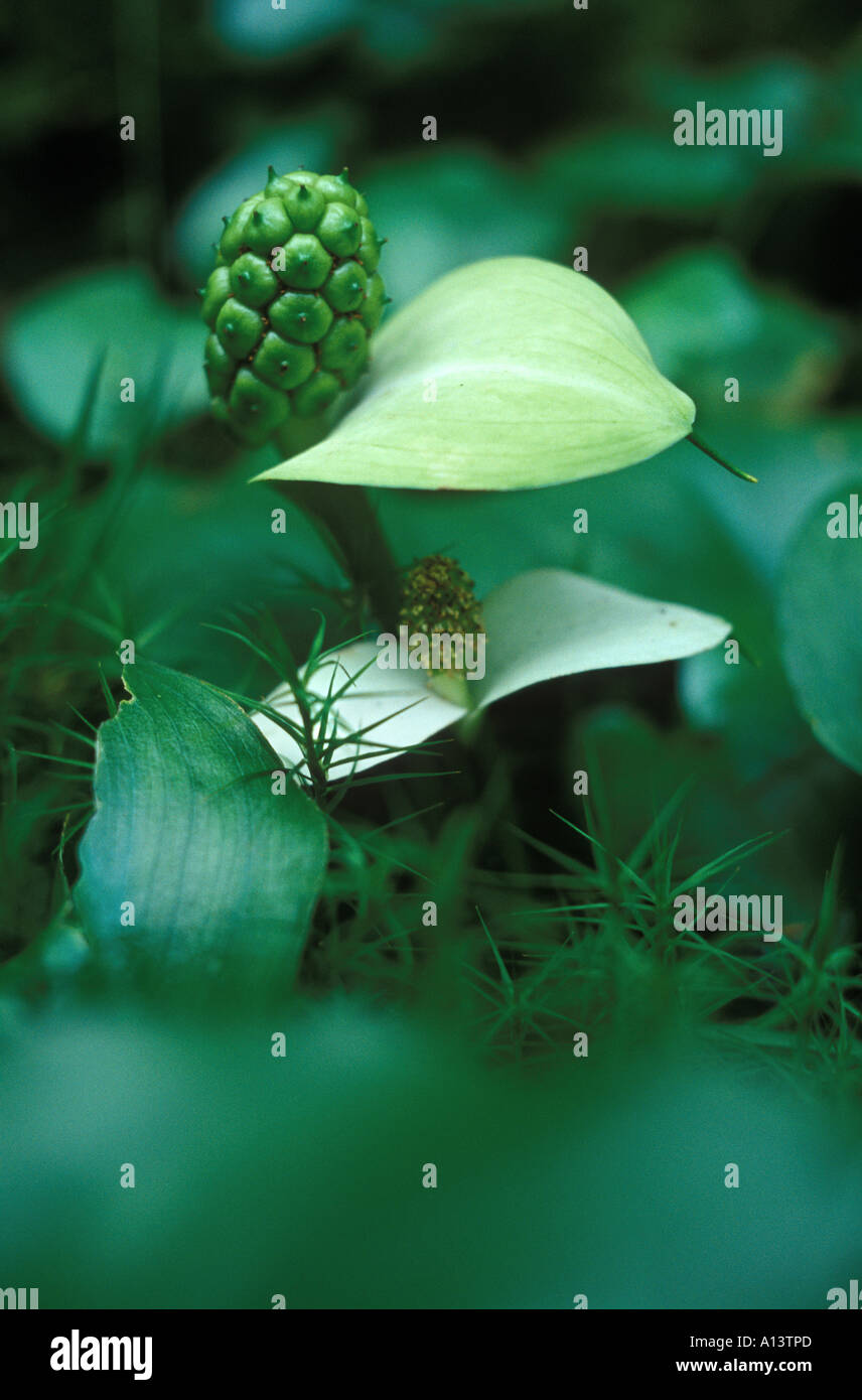 Bog arum Calla palustris Stock Photo - Alamy