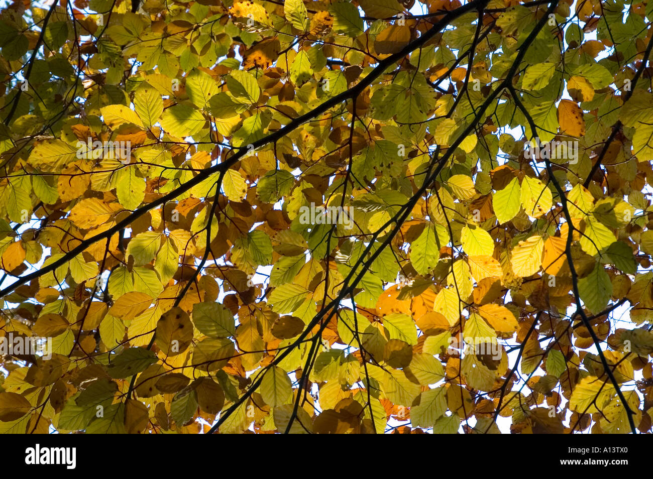 Sunlight filtering through autumn coloured leaves Stock Photo - Alamy