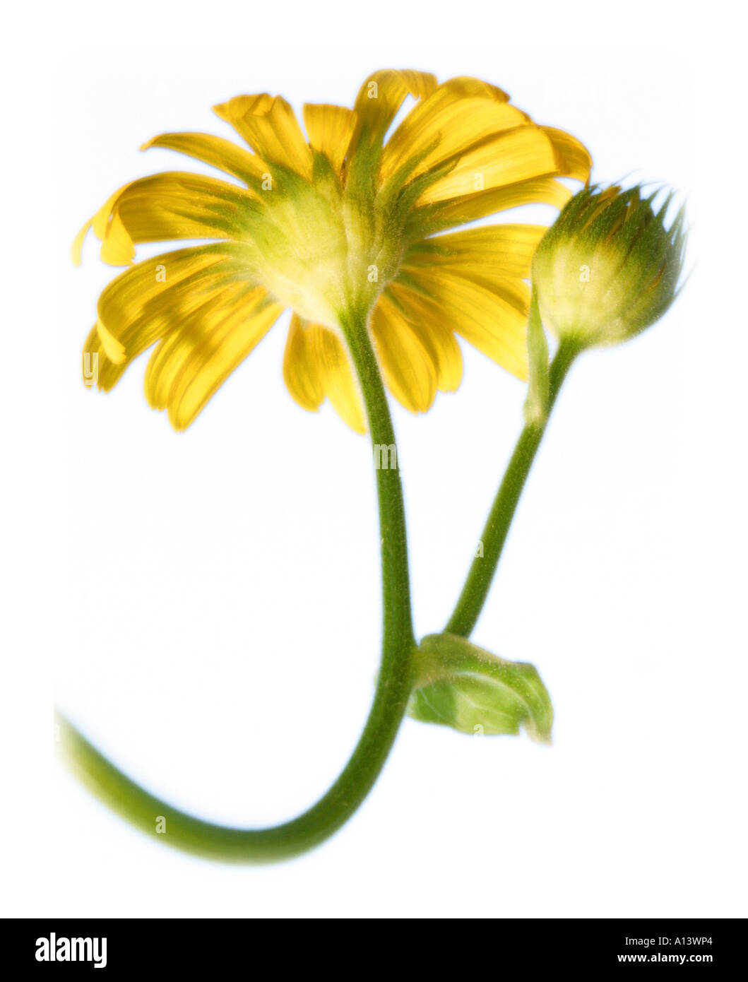 A high key effect yellow daisy type flower with green stalk against a ...