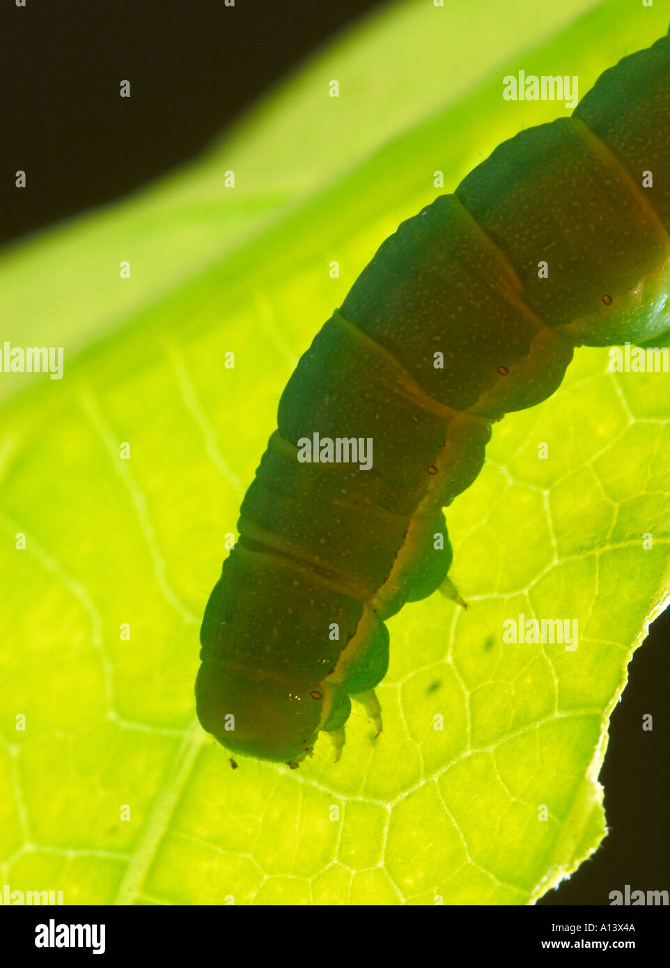 Caterpillar on a leaf hi-res stock photography and images - Alamy