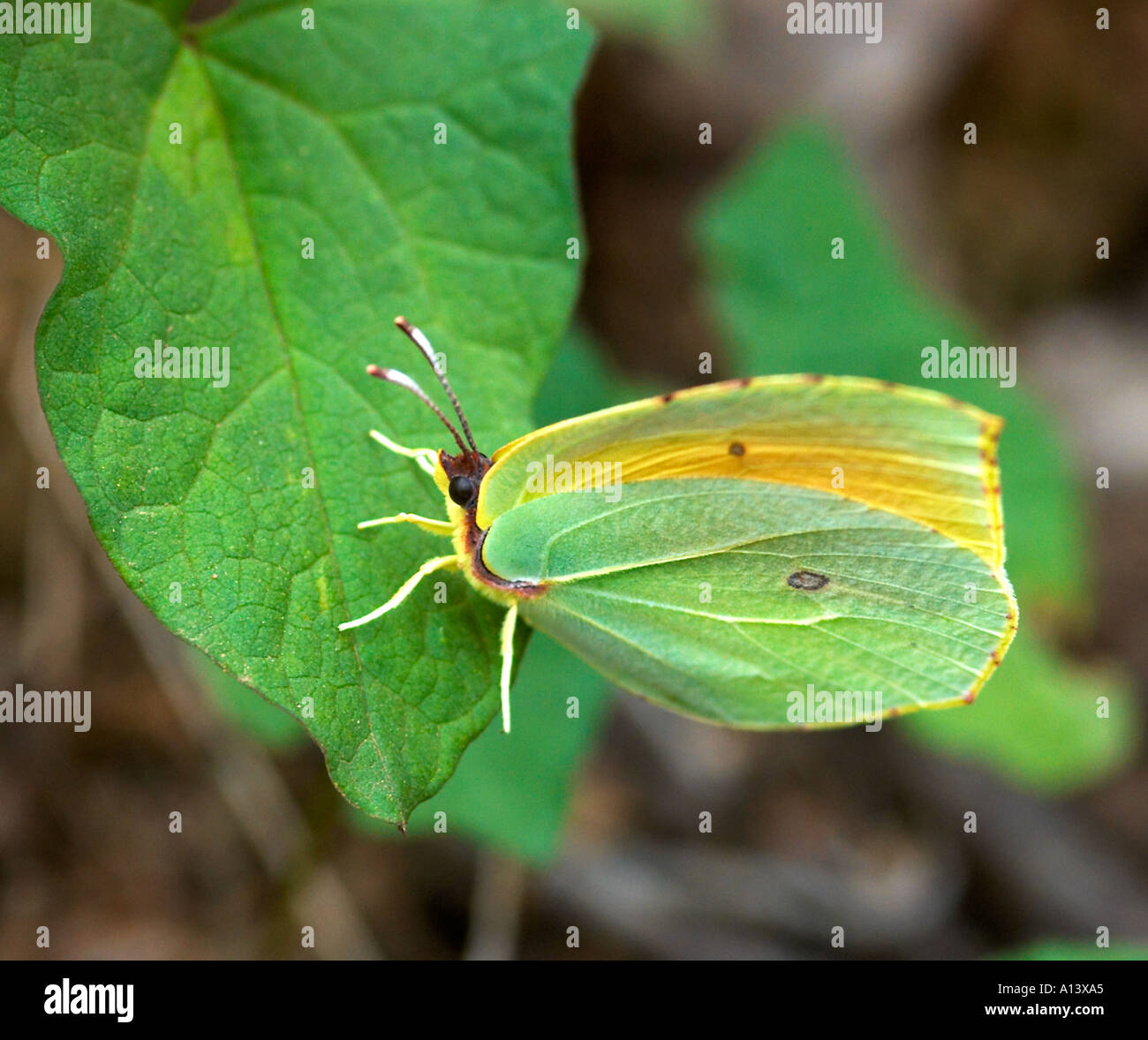 A "Cleopatra butterfly" "Goneopteryx cleopatra Stock Photo - Alamy