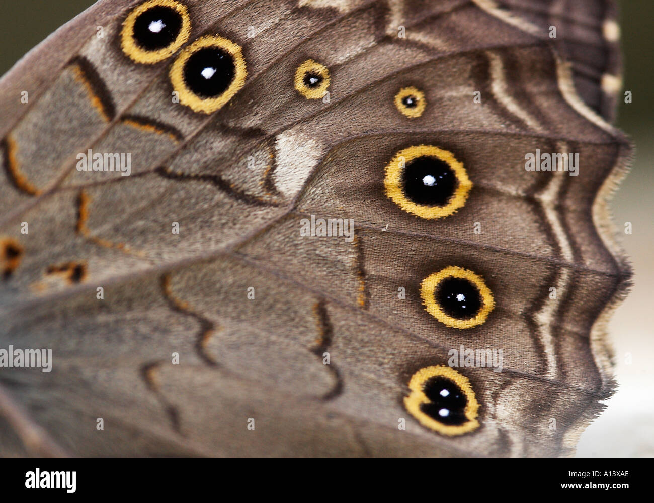 The wing of a Lattice Brown butterfly Kirinia roxelana Stock Photo - Alamy