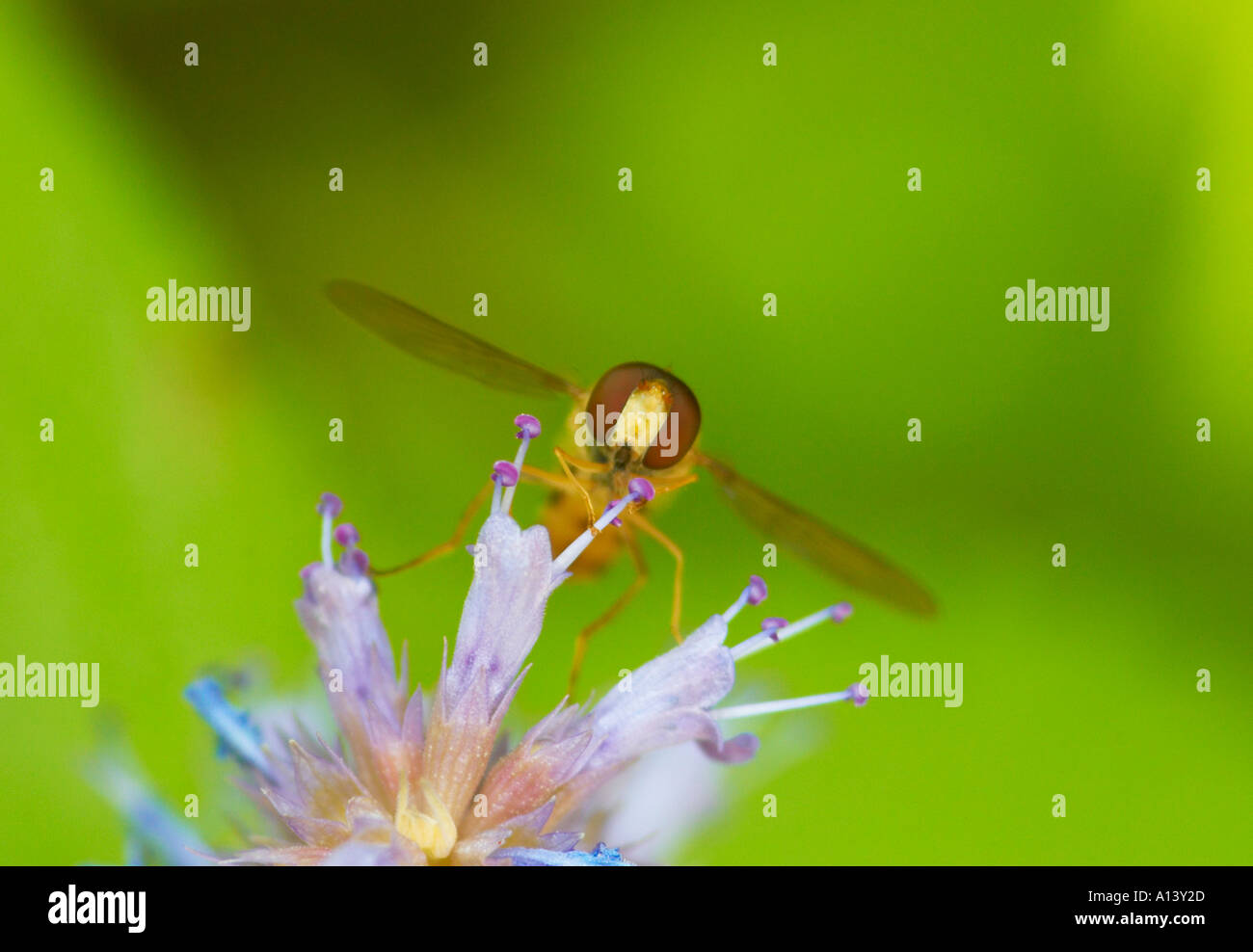 Fly predator beneficial insect hi-res stock photography and images - Alamy