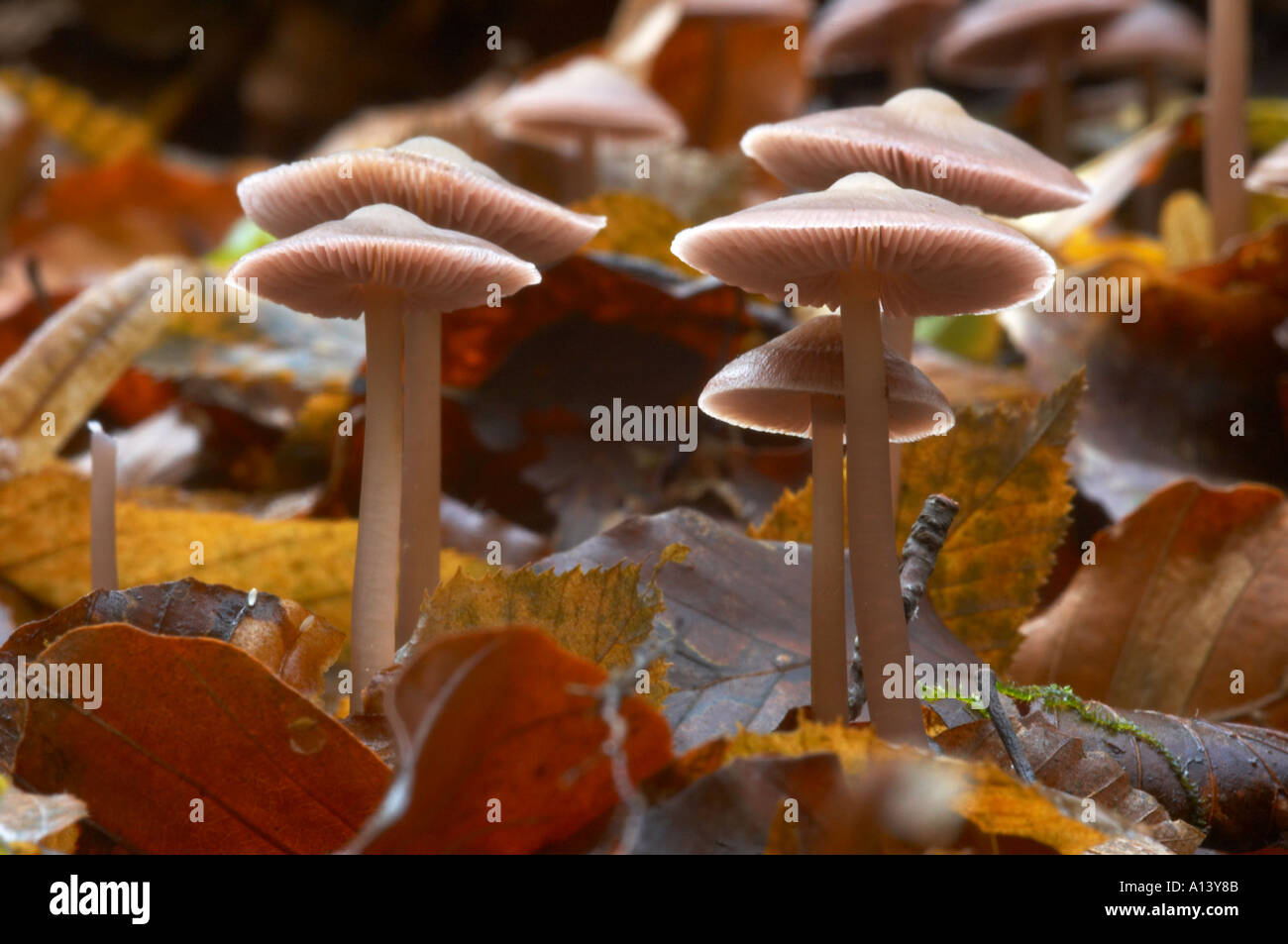 Tall toadstools in Epping Forest London UK in autumn Stock Photo - Alamy