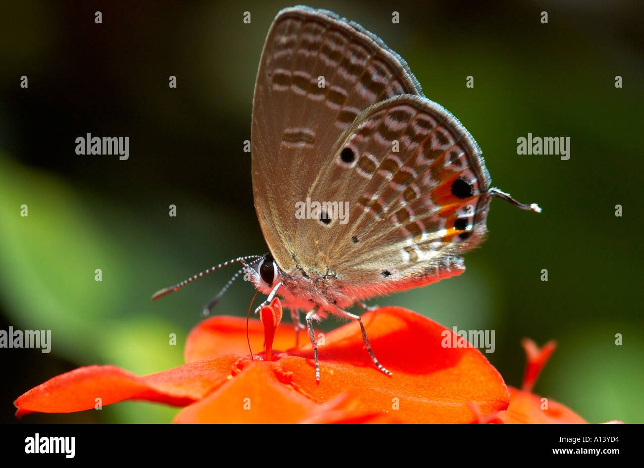 A Cycad Blue butterfly Chilades pandava pandava on an orange flower in ...