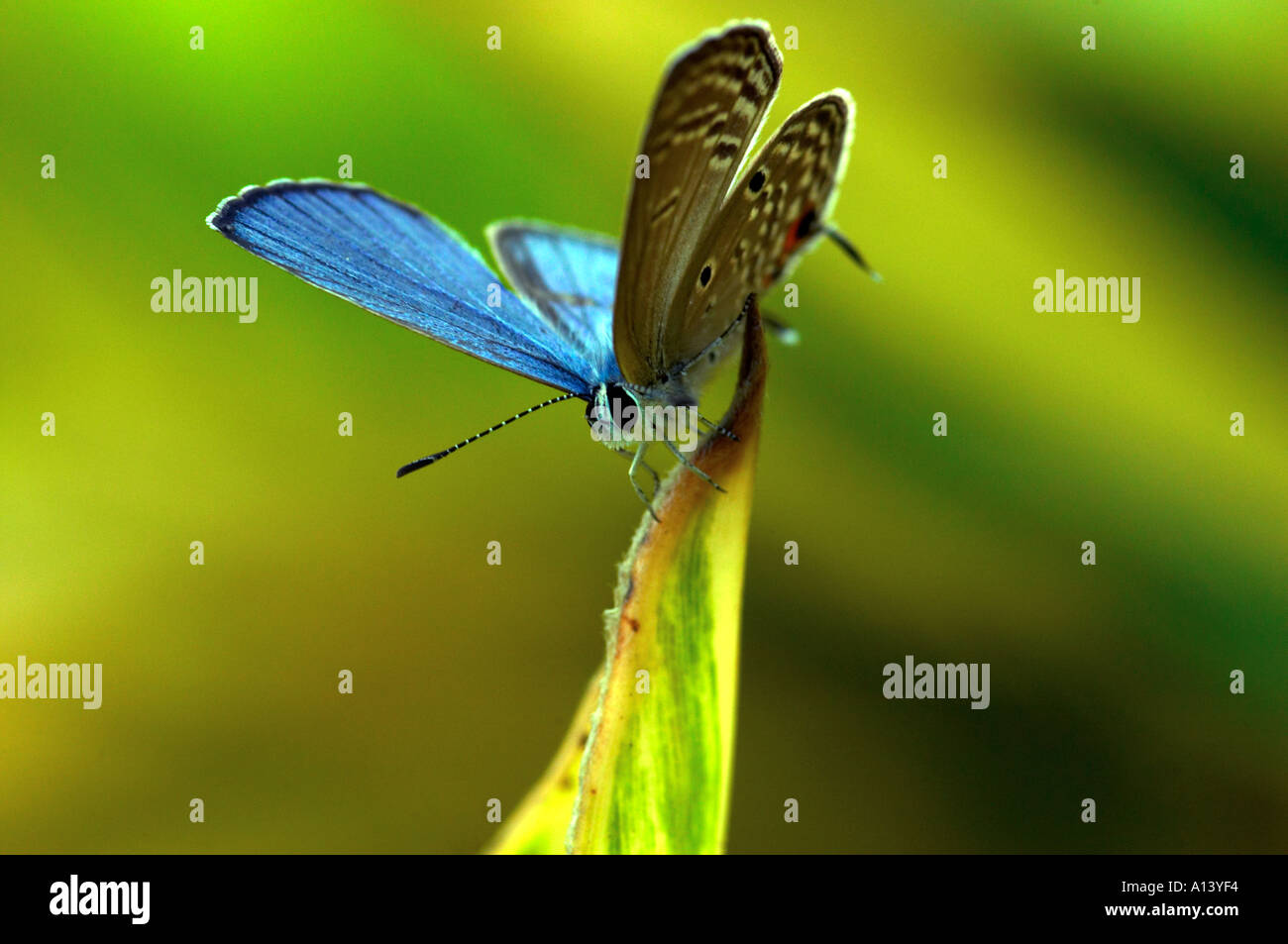 A Cycad Blue butterfly Chilades pandava pandava on a leaf Stock Photo ...