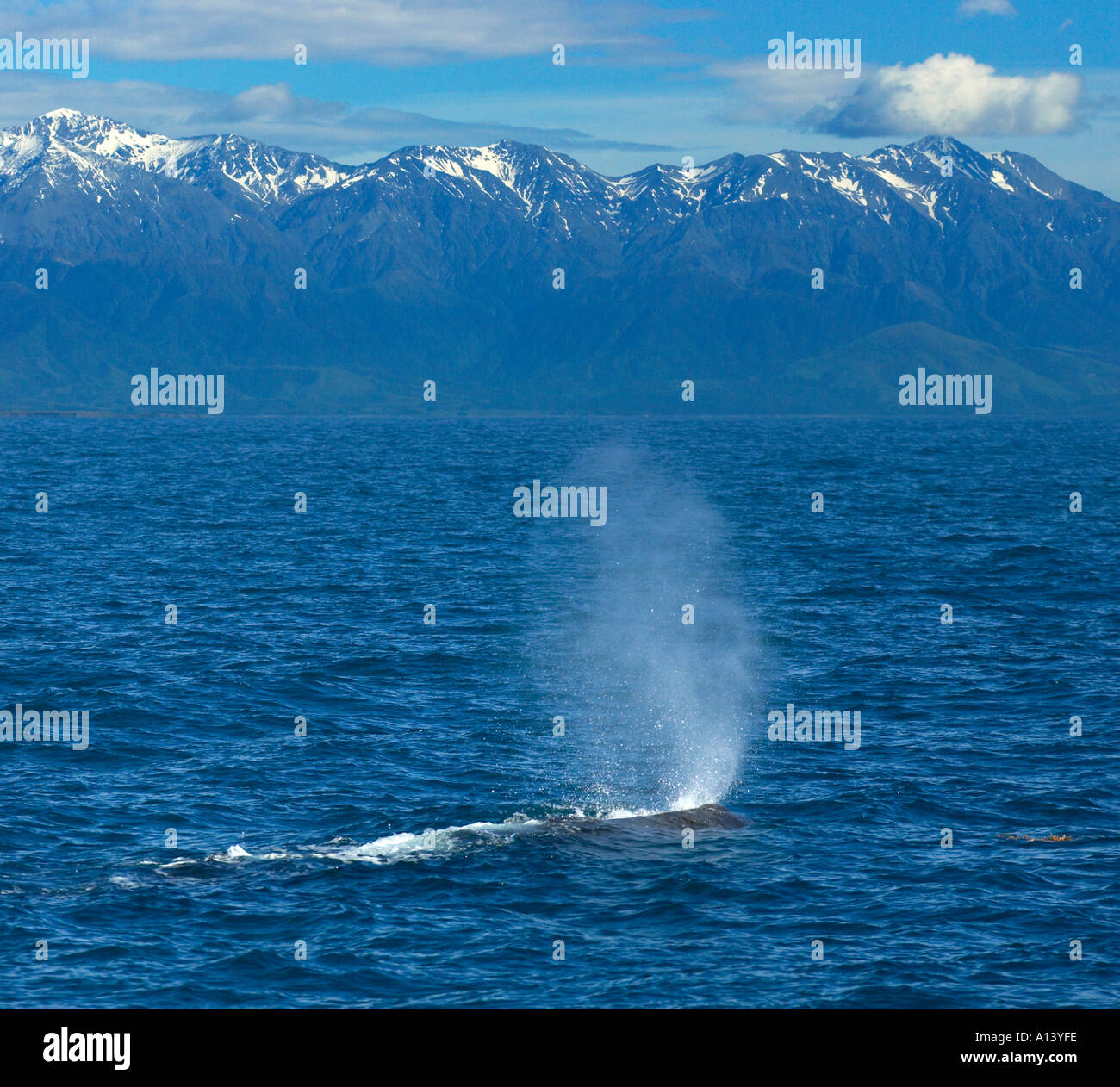 A young male sperm whale blows a spout of water before diving off ...