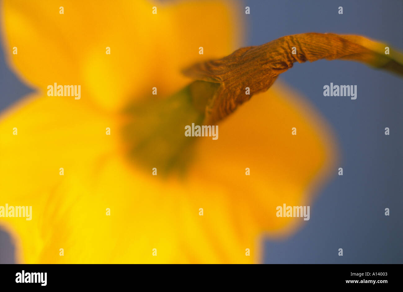 Affodil hi-res stock photography and images - Alamy