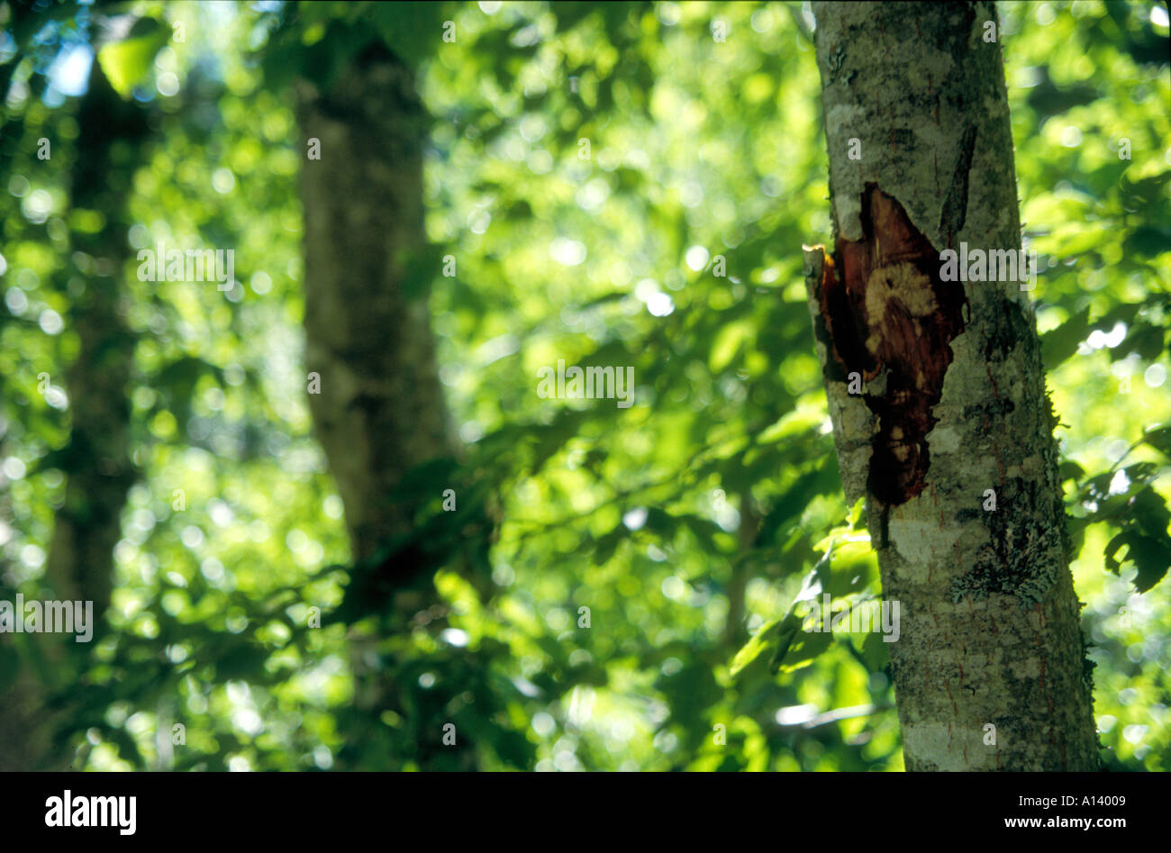 Three trunks Stock Photo - Alamy