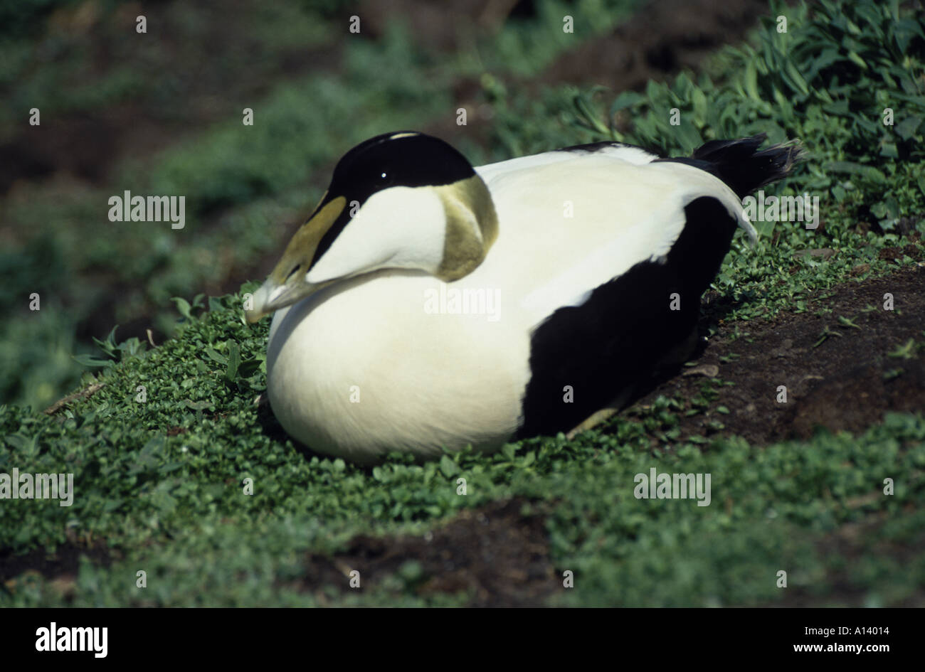 Common Eider Duck Stock Photo - Alamy