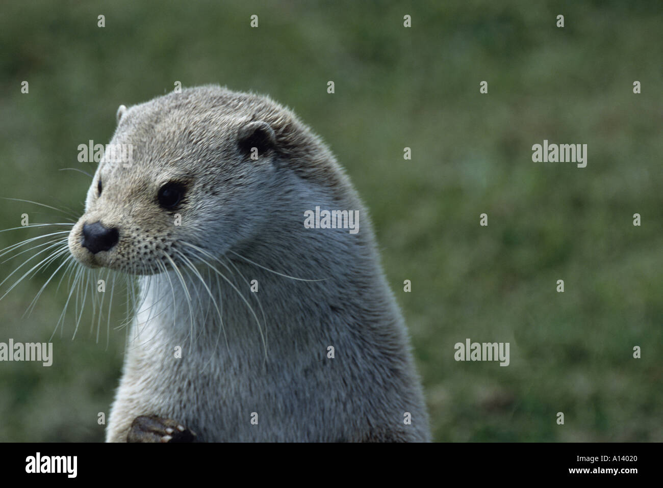 Den otter hi-res stock photography and images - Alamy