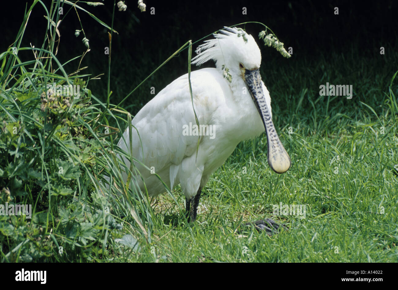 Eurasian Spoon Bill Stock Photo - Alamy