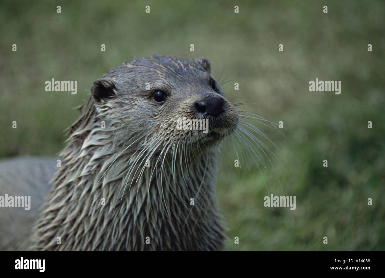 Otter lutra lutra holt hi-res stock photography and images - Alamy