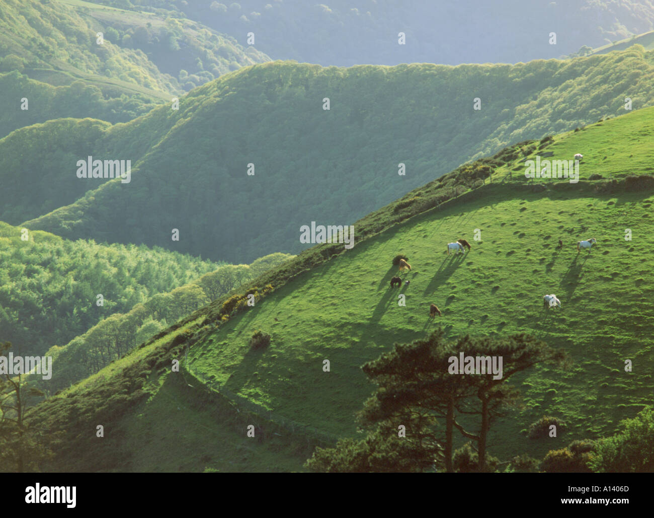 Exmoor national park ponies scenic hi-res stock photography and images ...