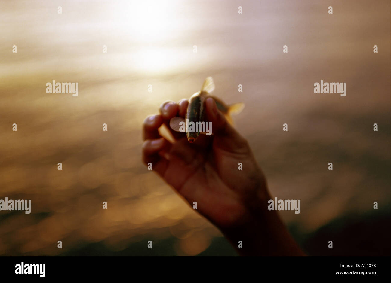 child hand showing off catch of the day Stock Photo - Alamy