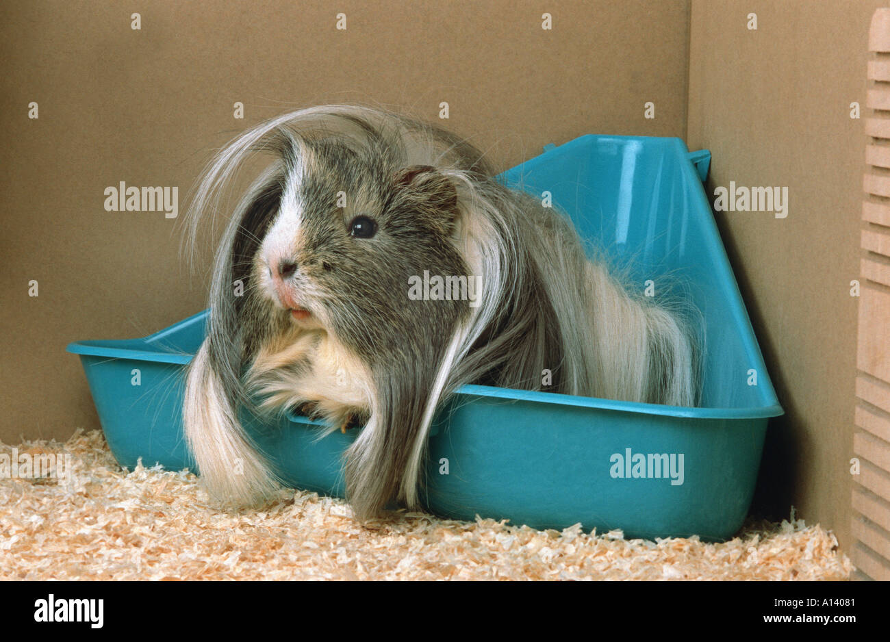 Pig toilet hi-res stock photography and images - Alamy