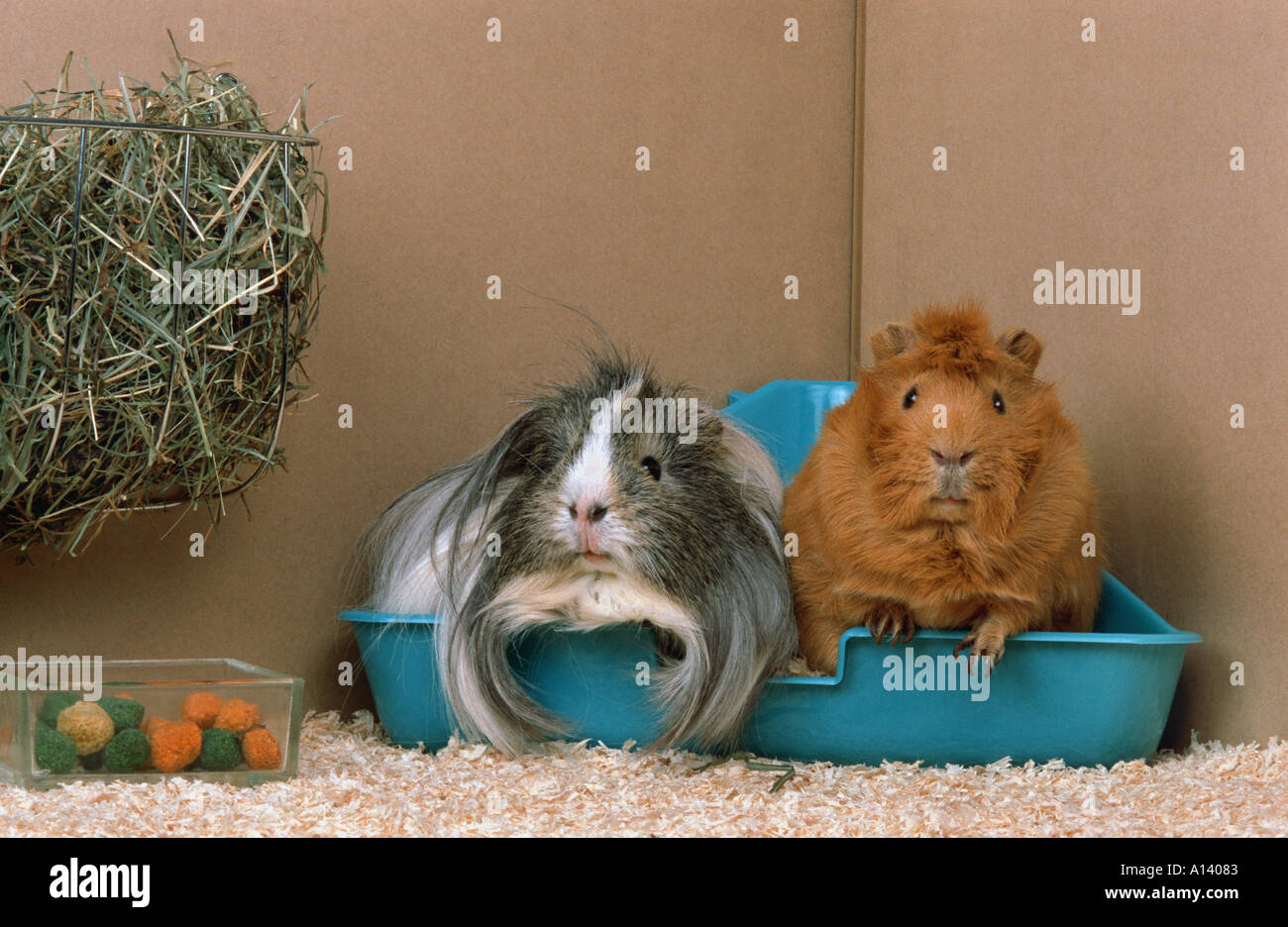 Pig Toilet High Resolution Stock Photography and Images - Alamy