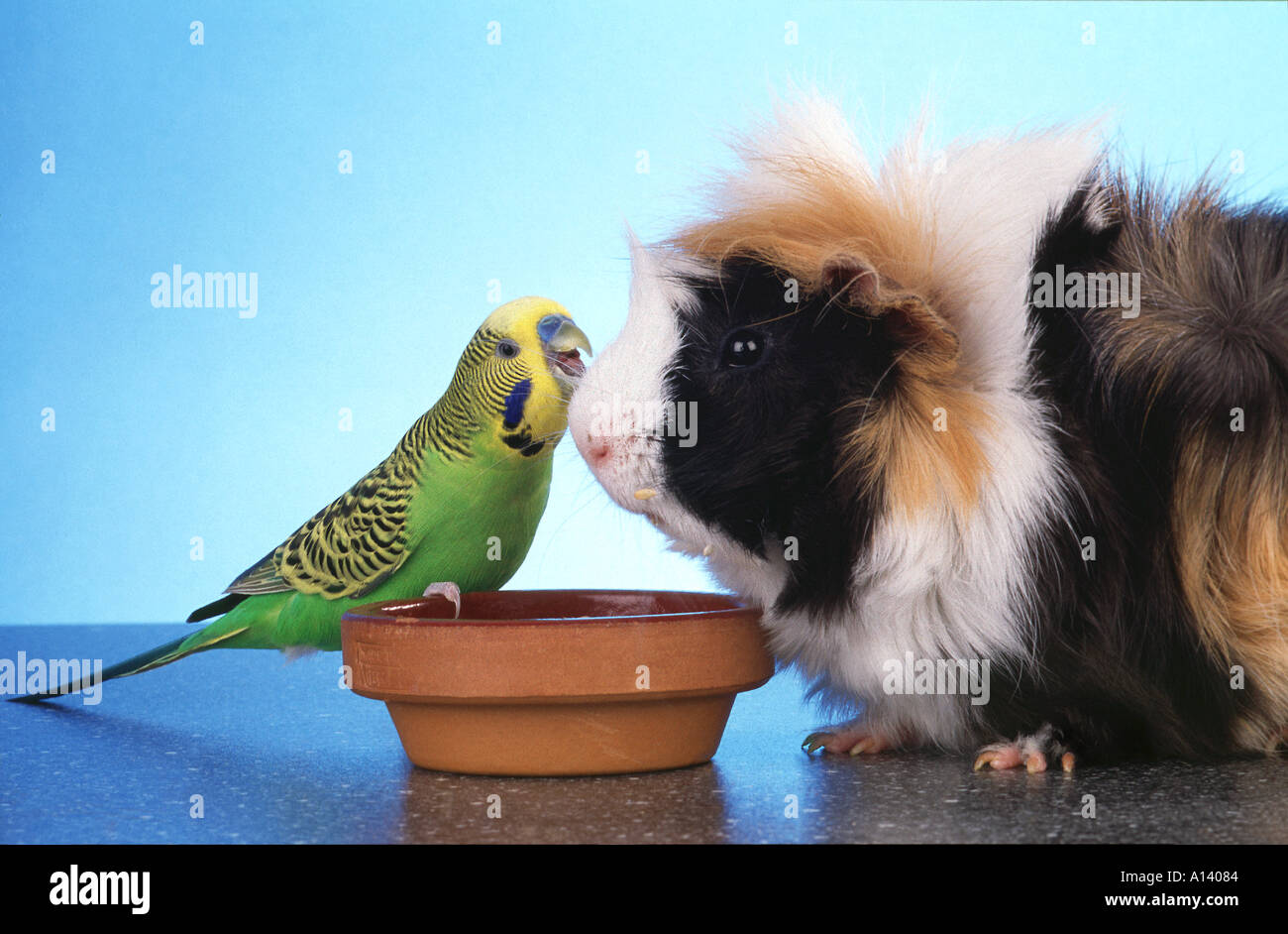 GUINEA PIG and BUDGERIGAR playground play ground Stock Photo - Alamy