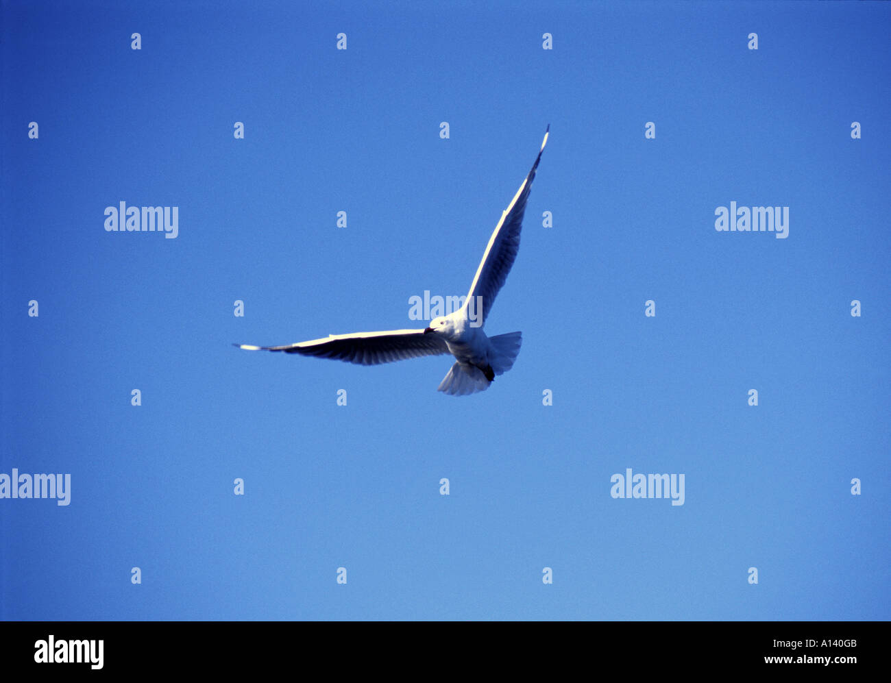 Long winged gull hi-res stock photography and images - Alamy