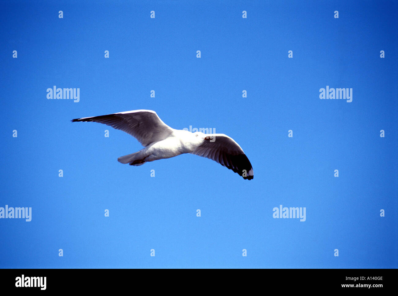 Long winged gull hi-res stock photography and images - Alamy