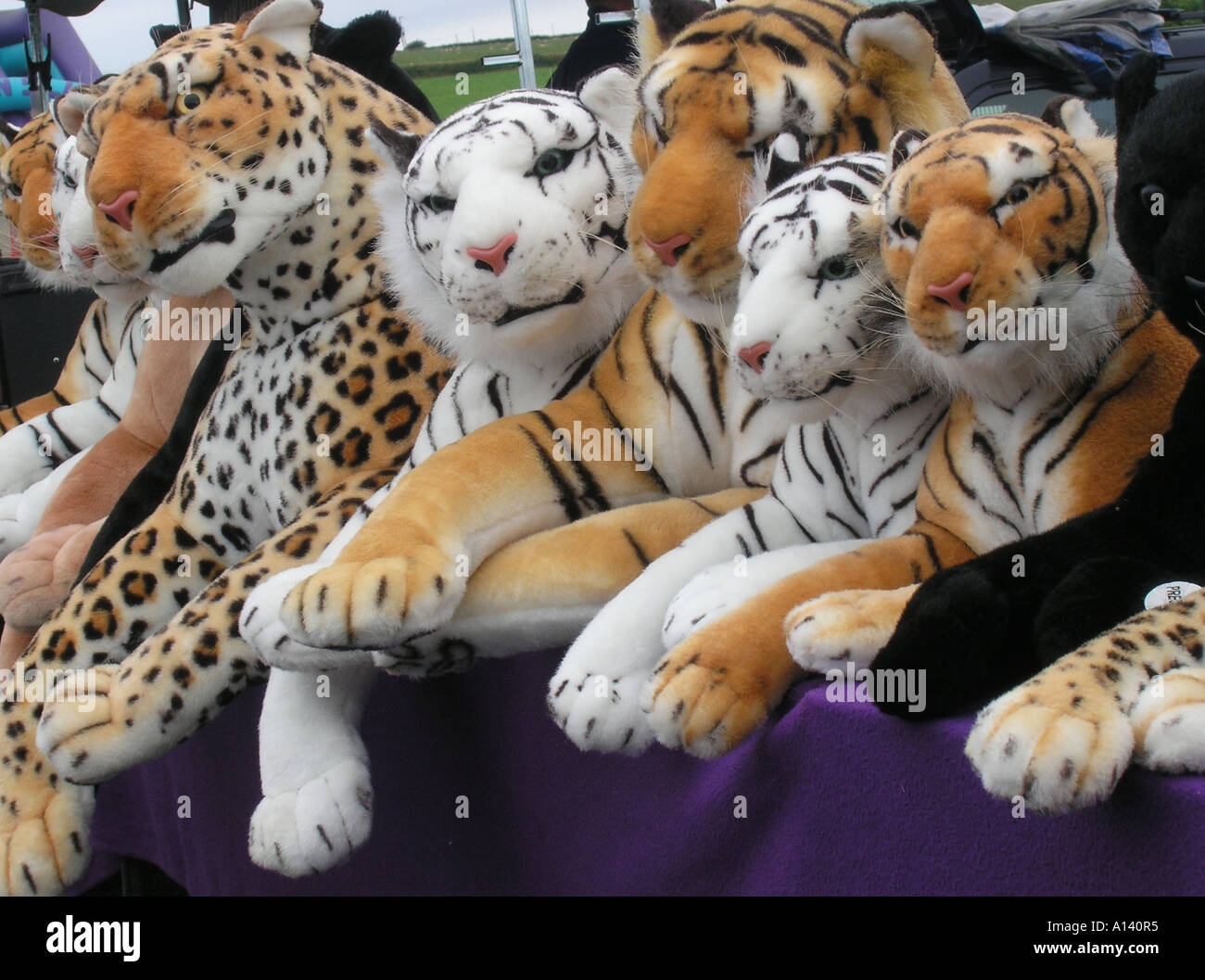 Tiger's head stuffed hi-res stock photography and images - Alamy