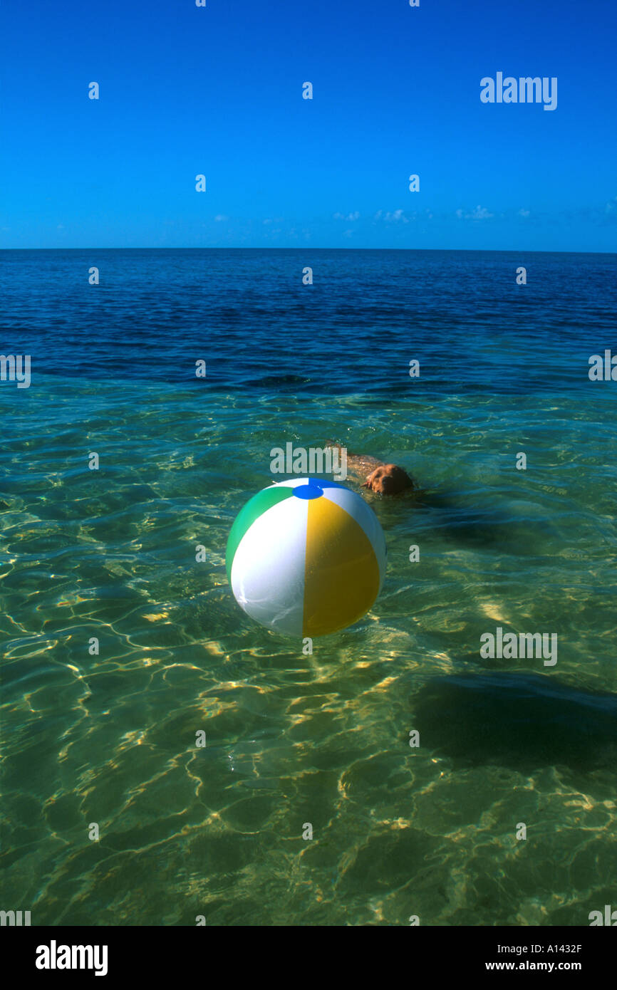 Labrador puppy swimming with beachball in caribbean water Stock Photo ...