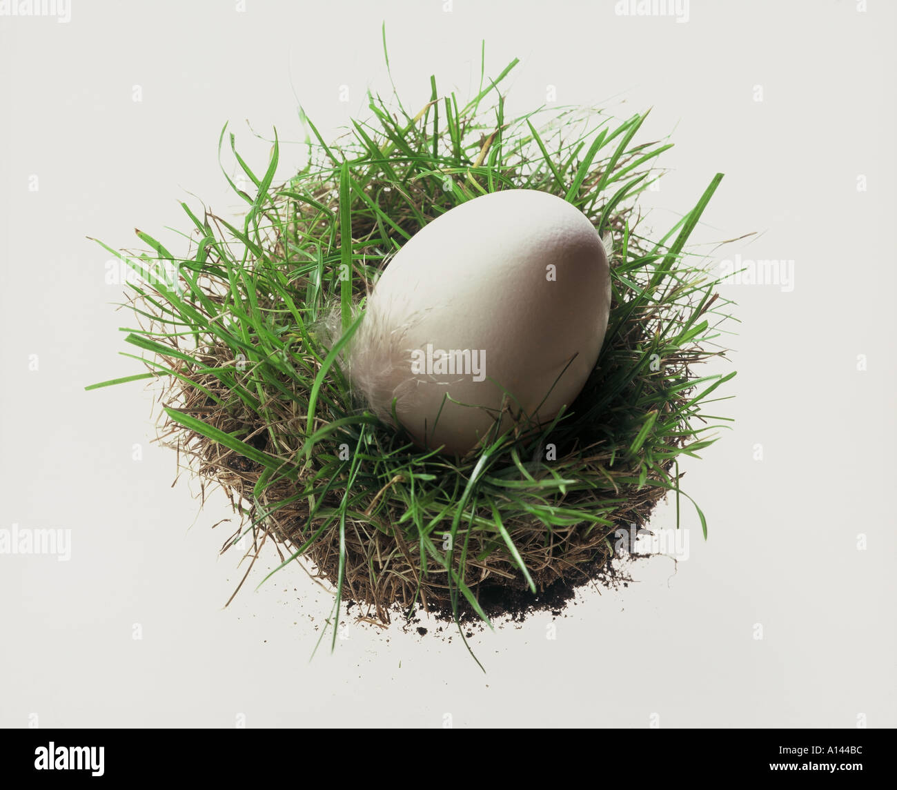 egg in the nest Stock Photo - Alamy