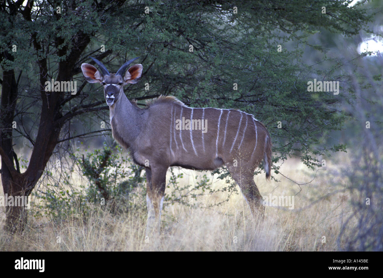 Kudu Etosha Game Reserve Namibia Africa Stock Photo - Alamy