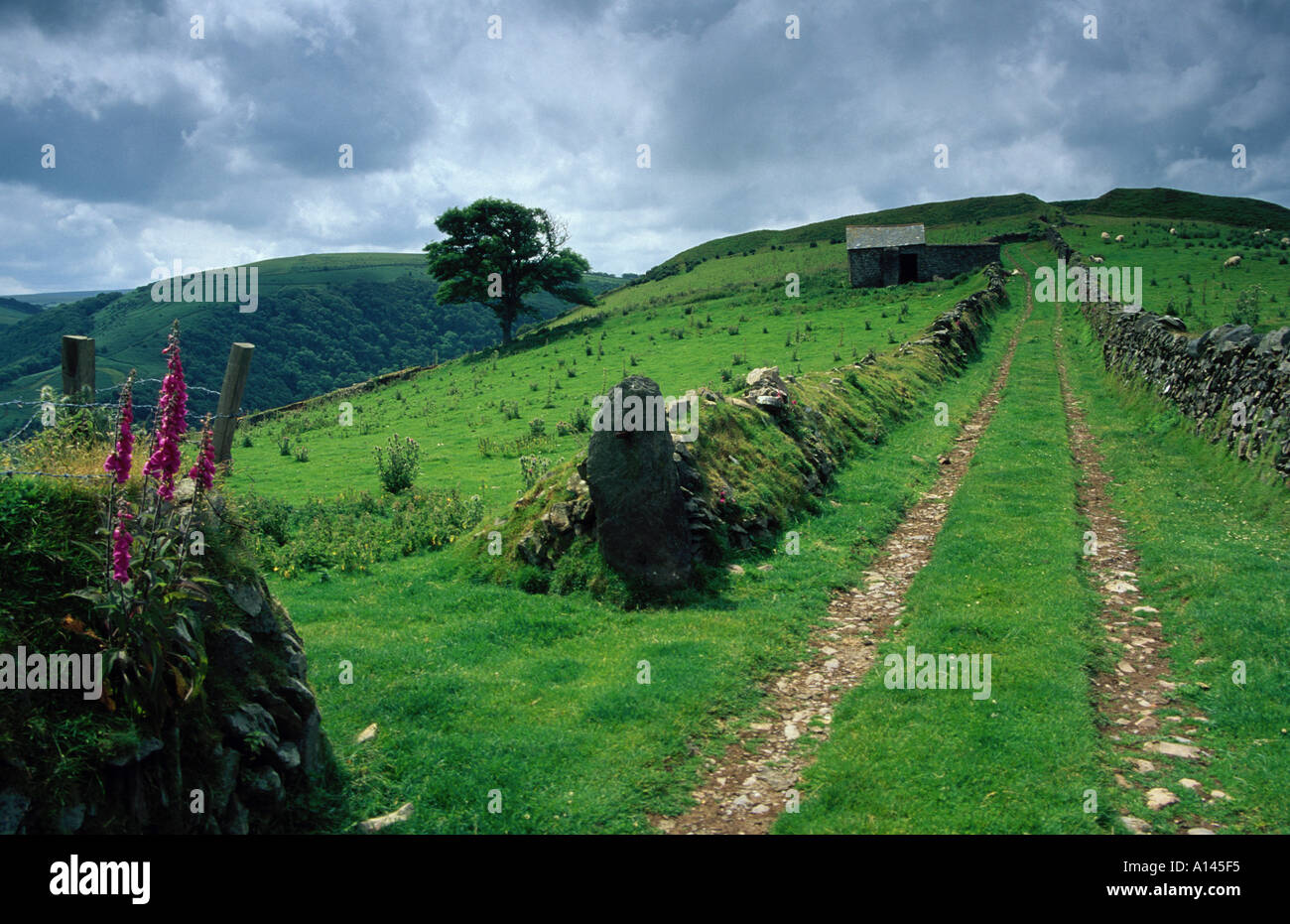 Landscape near Countisbury Lynmouth Exmoor England UK Stock Photo - Alamy