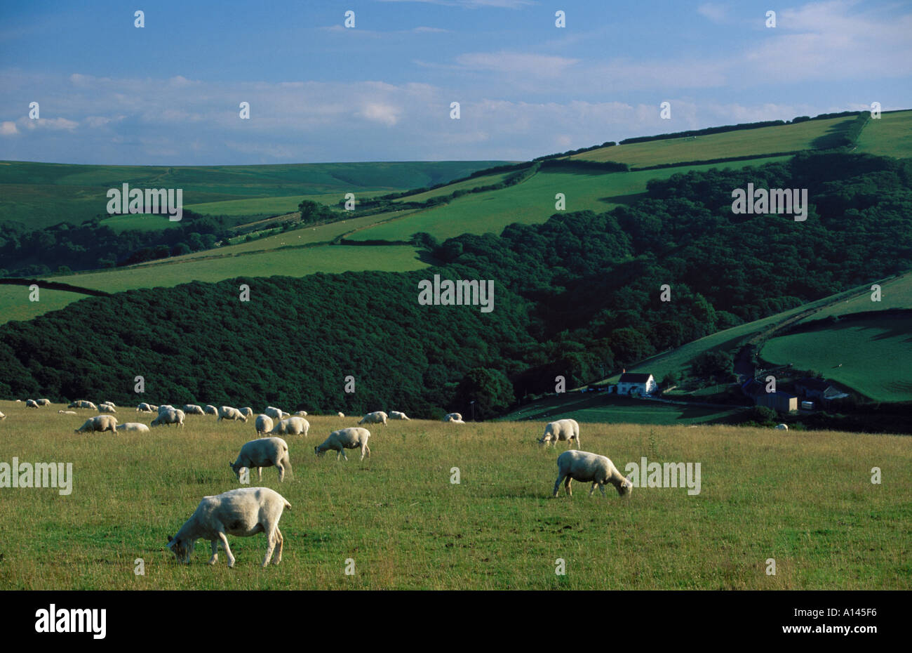 Porlock Common Exmoor England UK Stock Photo - Alamy