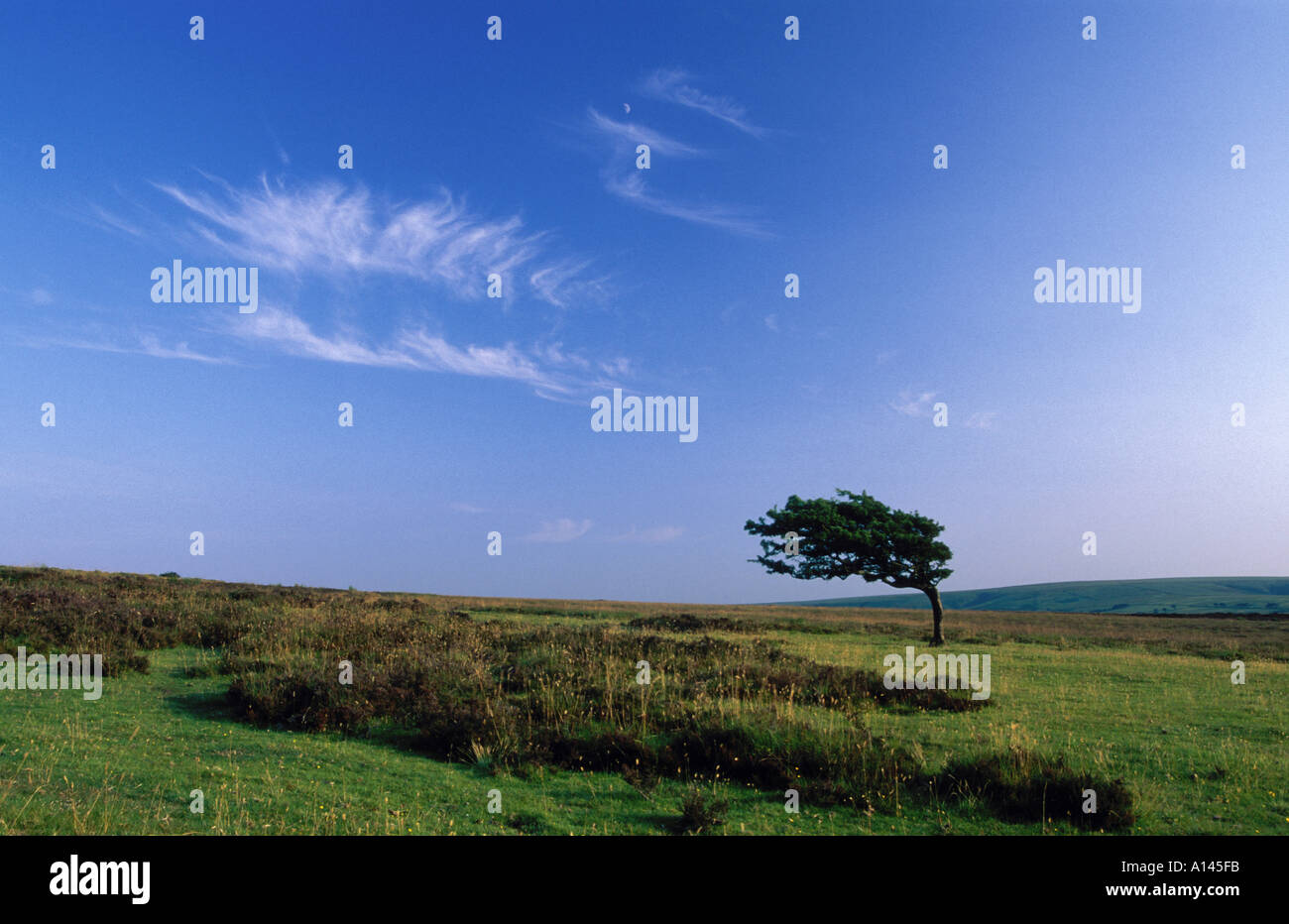 Windswept tree on Brendon Common Exmoor England Stock Photo - Alamy