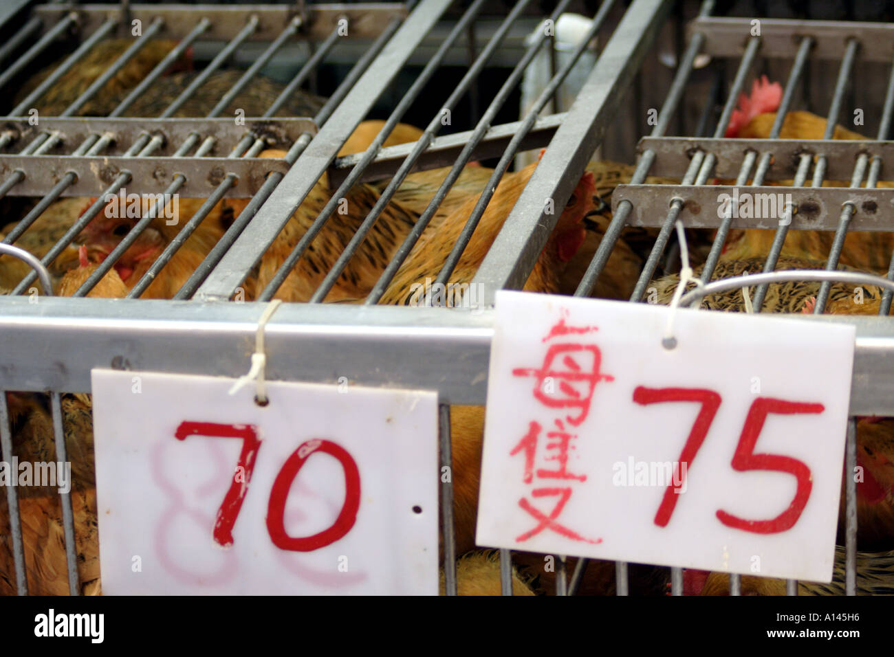 China wet market live hi-res stock photography and images - Alamy