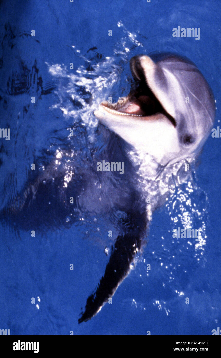 Flipper Year 1996 Director Alan Shapiro Stock Photo - Alamy