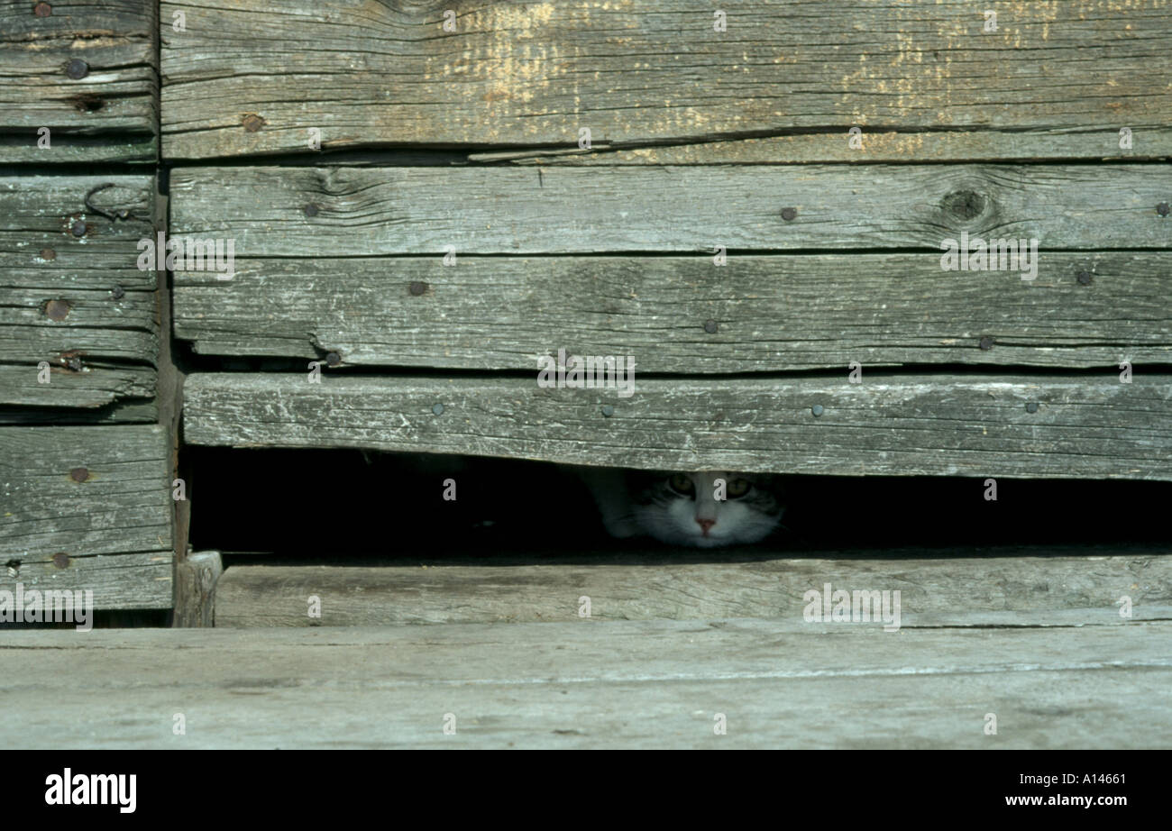 cat peeking under door Stock Photo - Alamy