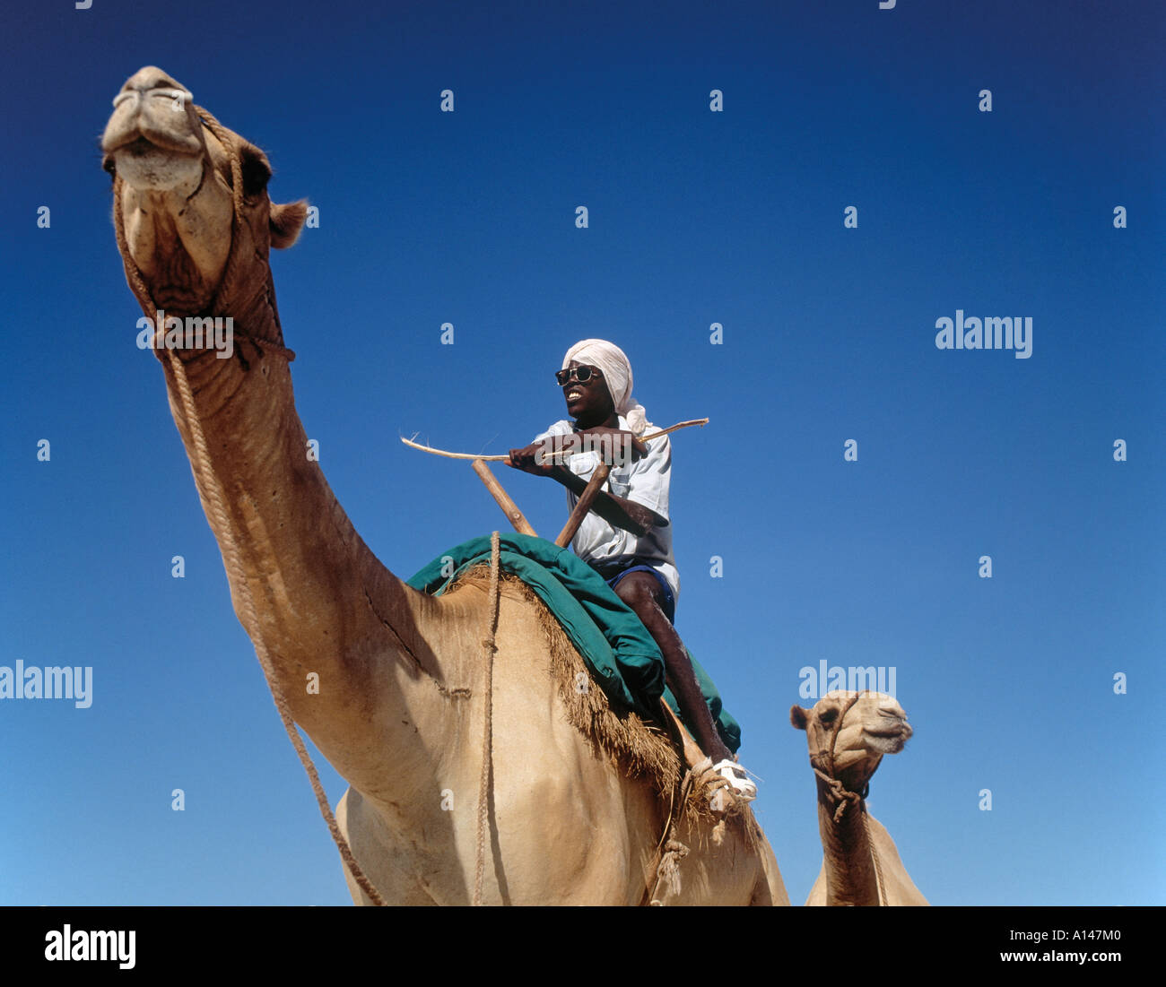 Camel with rider hi-res stock photography and images - Alamy