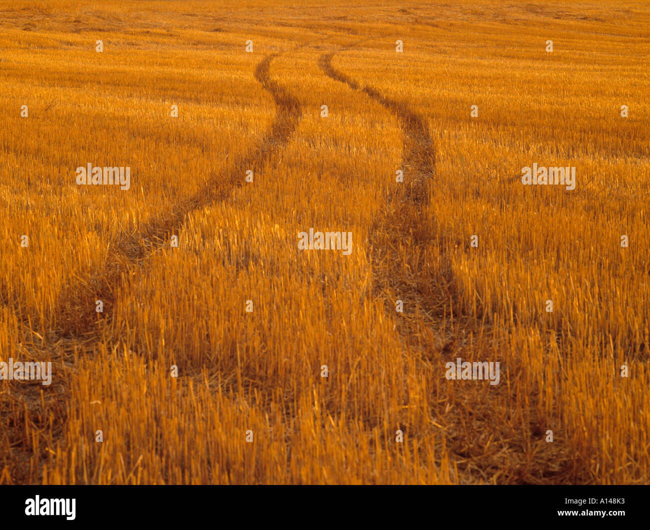 Path through wheat field hi-res stock photography and images - Alamy