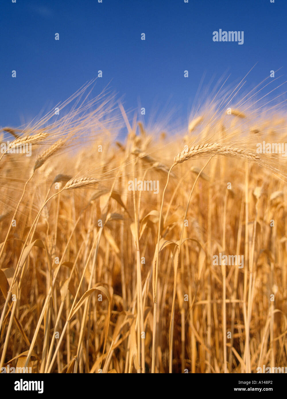 Wheat farming in agriculture hi-res stock photography and images - Alamy