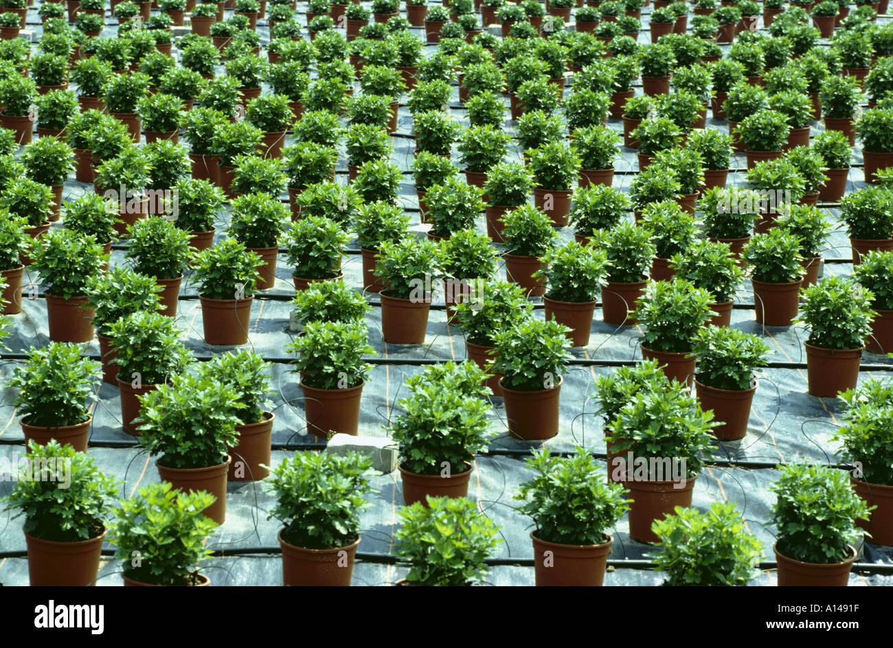 Firmation hi-res stock photography and images - Alamy