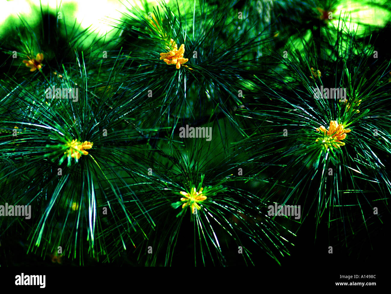 Coers hi-res stock photography and images - Alamy