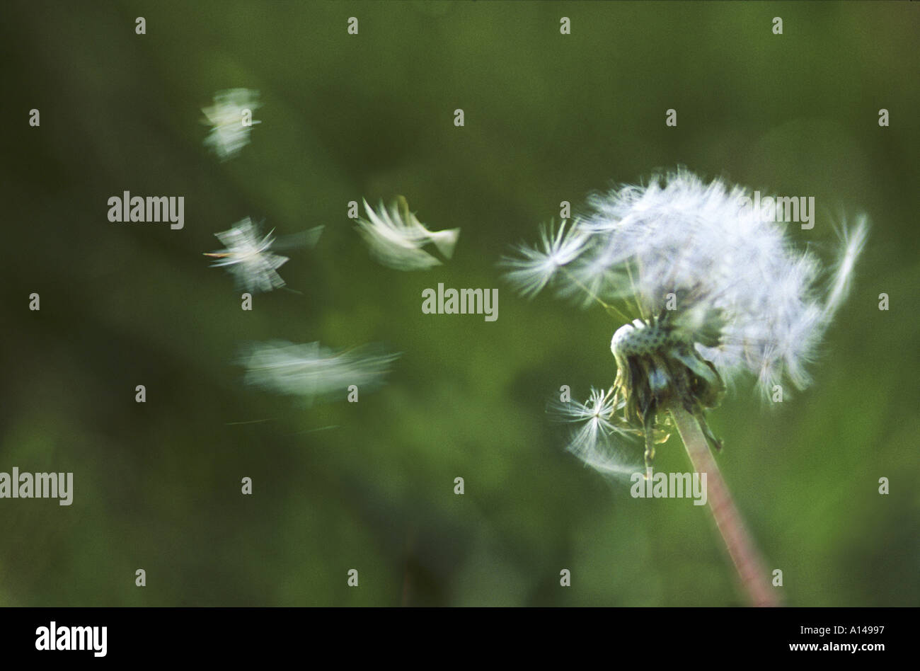 Wind moving flowers hi-res stock photography and images - Alamy