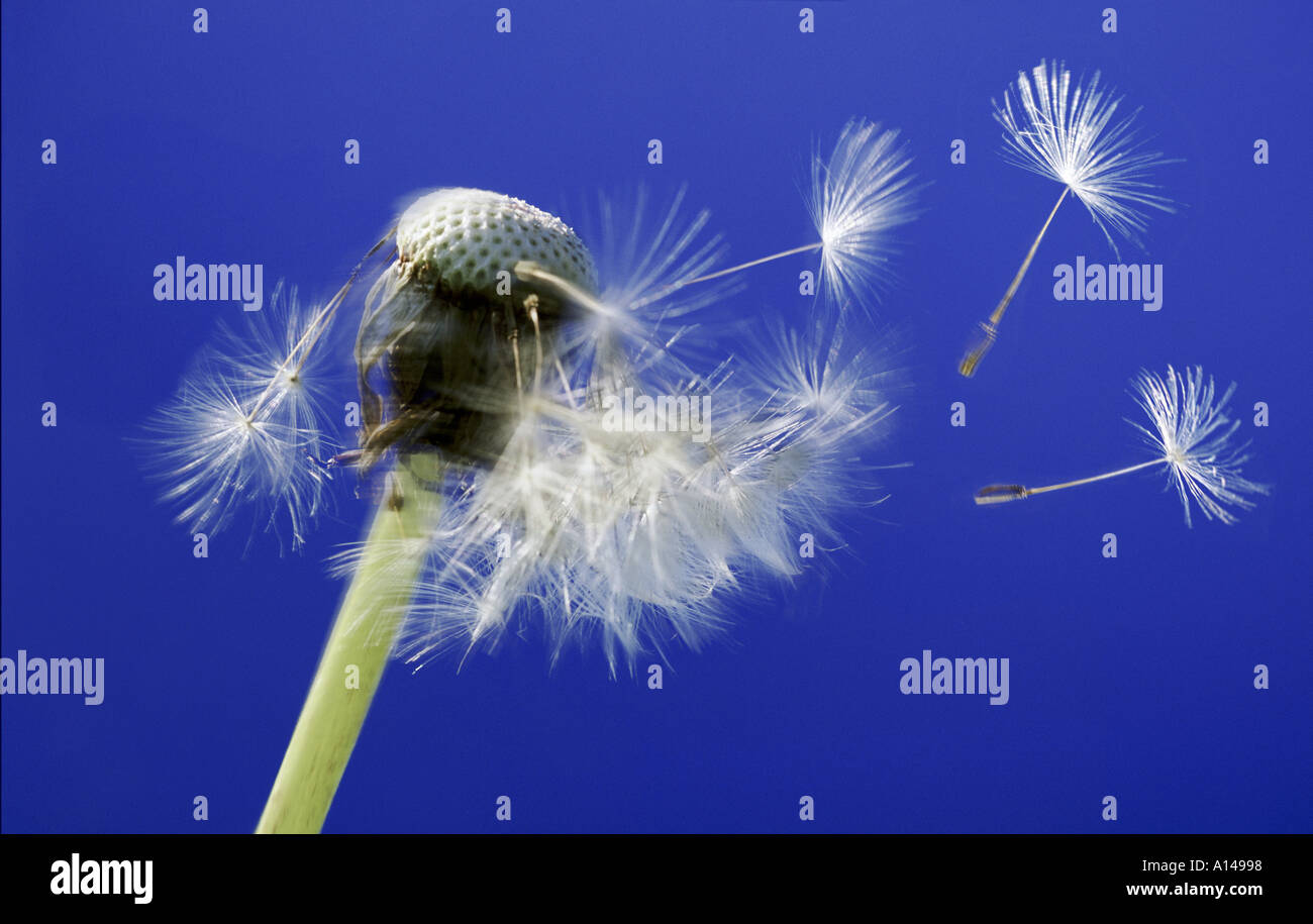 Moving seeds hi-res stock photography and images - Alamy