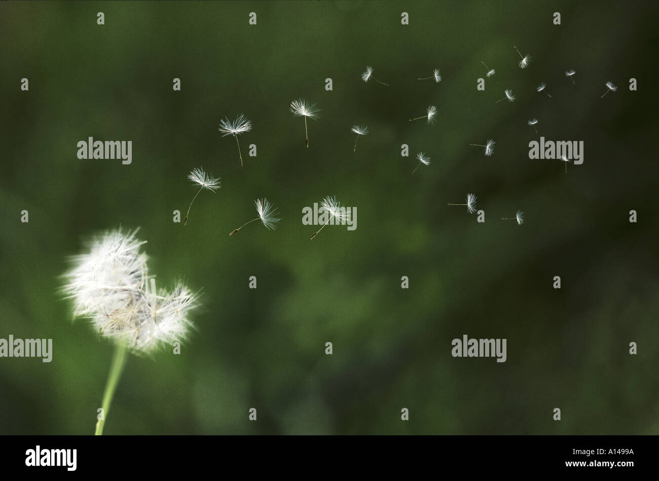 Dandelion Blowing Seeds In Wind Stock Photos & Dandelion Blowing Seeds ...
